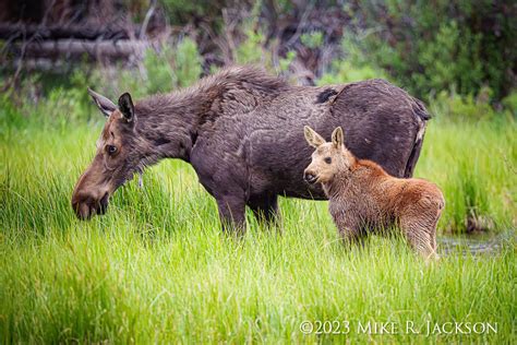 Tiny Moose Twins And More Mike Jackson Photography