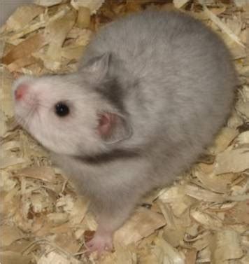 Siberian Bear Hamster