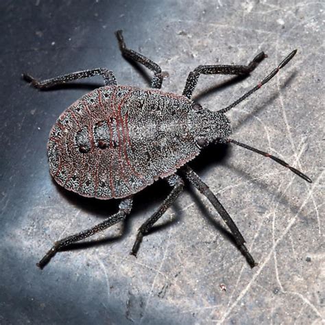 Heavily Dotted Stink Bug Nymph Brochymena Bugguide Net