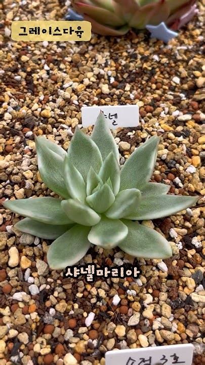 그레이스다육 금다육 다육이 샤넬 샤넬마리아 Youtube