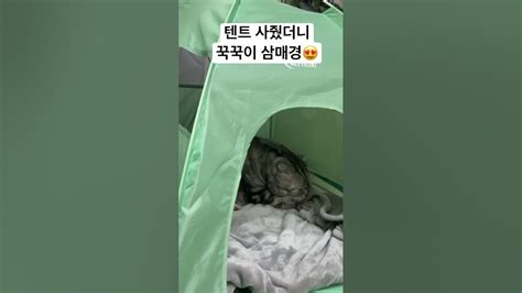 고양이텐트는 못참지 고양이 고양이영상 고양이만지기 Cat Catvideos 스코티쉬폴드 꾹꾹이 Youtube
