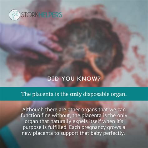 Best 12 Worried About Your Placenta All You Need To Know About