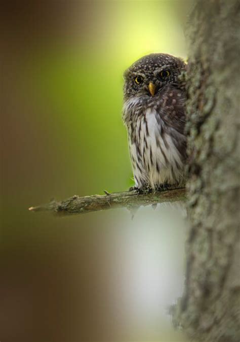 나뭇가지에 앉은 유라시아 피그미 올빼미의 클로즈업 · 무료 스톡 사진