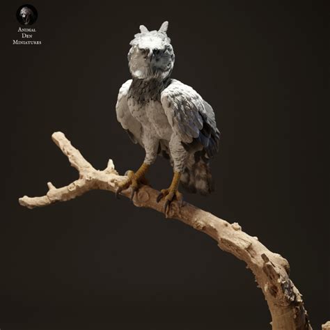 Harpy Eagle Print Out
