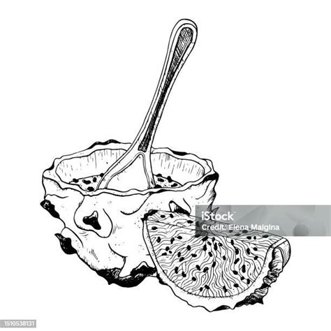 벡터 흑백 드래곤 과일 반 디저트와 슬라이스 그림 열대 아시아 Pitaya 음식 이국적인 맛 여름 디자인을 위한 사실적인 선 그리기 0명에 대한 스톡 벡터 아트 및 기타