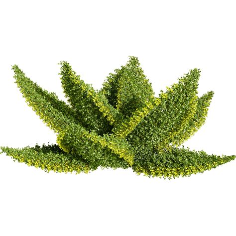 Muehlenbeckia Complexa 6 Download The 3d Model 34201