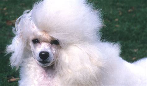 White Toy Poodle Full Grown Toy Poodle Pet City Pet Shops