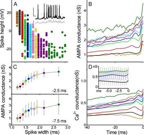 Action Potential Waveforms Of A Cortical Neuron Model Dynamically