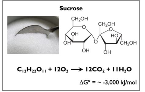 Enzyme Kinetics Flashcards Quizlet