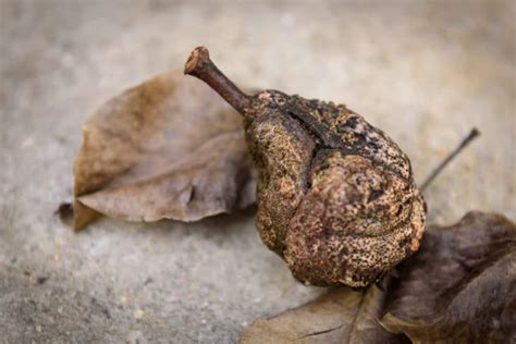 Pear Rust Tips On Identification Control