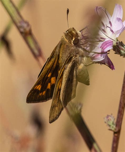 Fiery Skipper From Del Mar Heights San Diego Ca 92014 Usa On