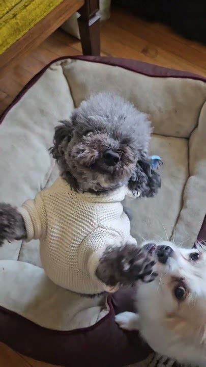 Clovers Excited Youtube