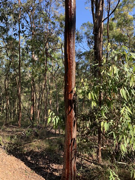 Bleeding Tree Anglesea At Thomas Castillo Blog