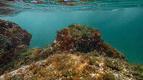 Blue Economy Episode 8—christy Sterner Santa Monica College