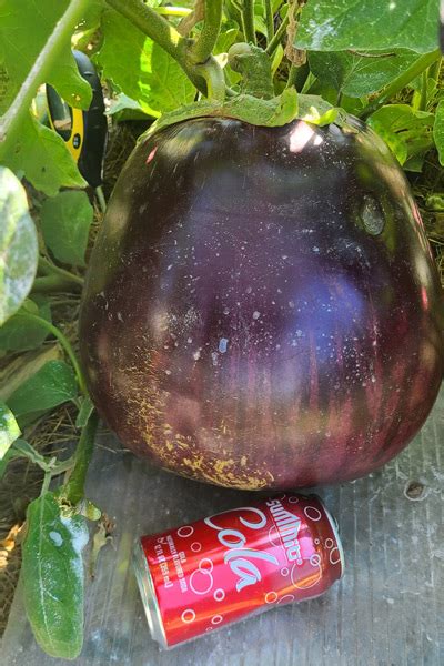 Male And Female Eggplant