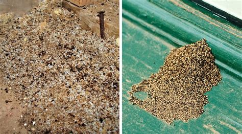 Termite Droppings Everything You Need To Know