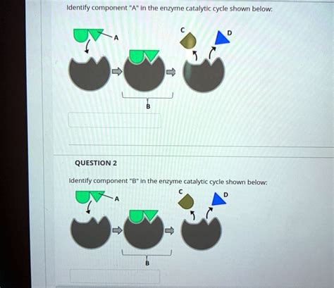 Identify Component A In The Enzyme Catalytic Cycle Shown Below