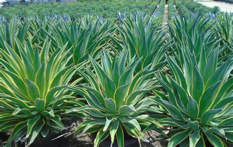 Agave Desmettiana Plant Ultimate Care Guide