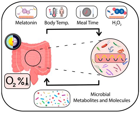Studying The Human Microbiota Encyclopedia MDPI