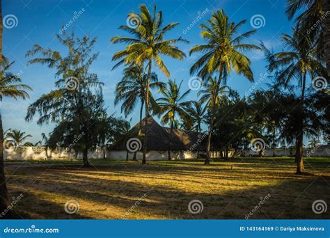 Palm Trees In Malindi In Eastern Kenya Stock Image Image Of African