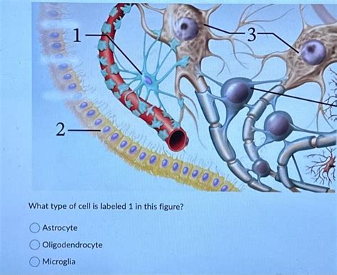 Solved What Type Of Cell Is Labeled In This Figure Chegg