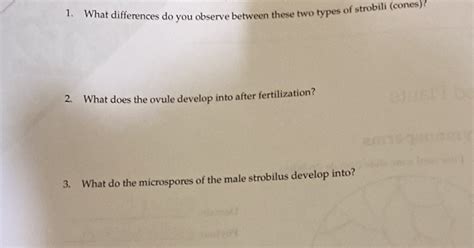 What Differences Do You Observe Between These Two Types Of Strobili Cones What Does The Ovule