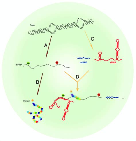 Overview Of Regulatory Rna A Protein Coding Genes In Dna Can Be Download Scientific Diagram