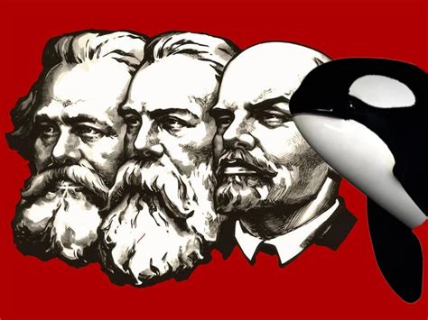 Conquistó El Internet Y Los Mares Así Fue Cómo Gladis La Orca