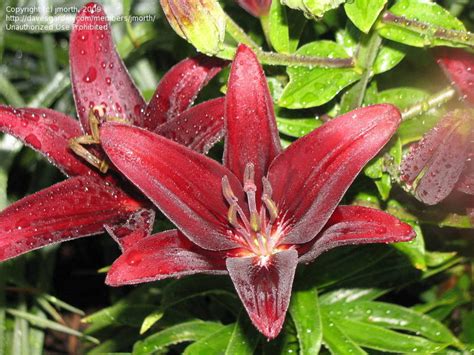 PlantFiles Pictures: Asiatic Lily 'Landini' (Lilium) by pixie62560