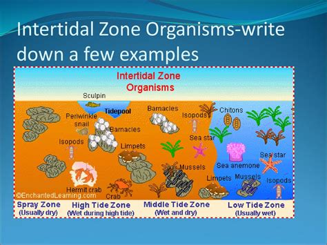 Marine Ecosystems Ppt Download