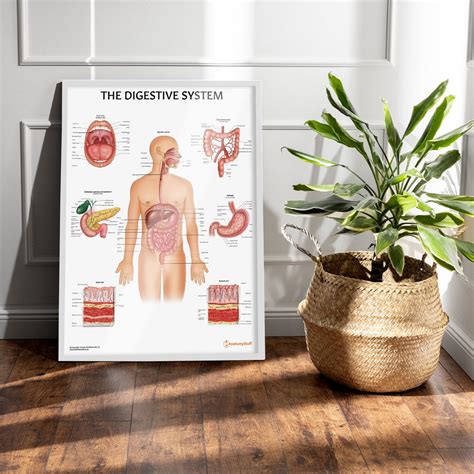 Digestive System Anatomy Posters Anatomystuff