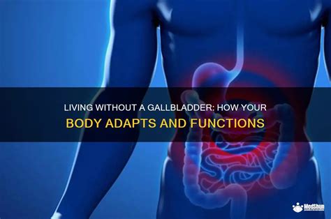 Living Without A Gallbladder How Your Body Adapts And Functions Medshun