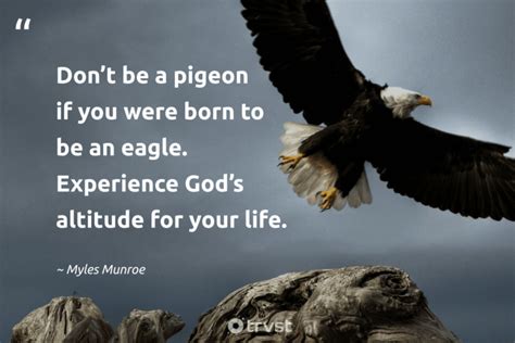 62 Eagle Quotes That Can Help You Conquer The Sky