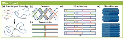 Generating Dna Origami Nanostructures Through Shape Annealing