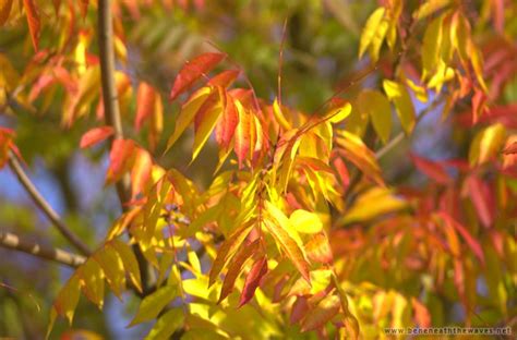 Colour Isolation Photography Beneath The Waves