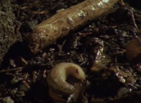 People On TikTok Are Discovering How Slugs Mate