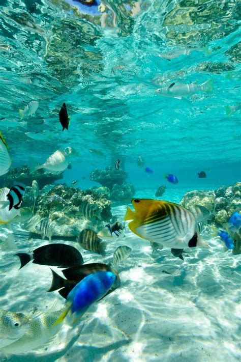 Подводный мир Графика Как Нарисовать Арт Композиция | Underwater life ...