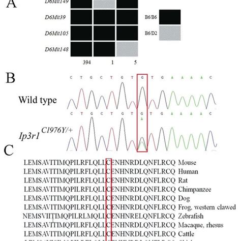 Mapping And Mutation Analysis A Genetic Mapping Places The Mutant In