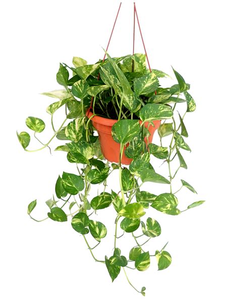 Epipremnum Aureum Devils Ivy Pothos Hanging 15cm Pot Easy Care H