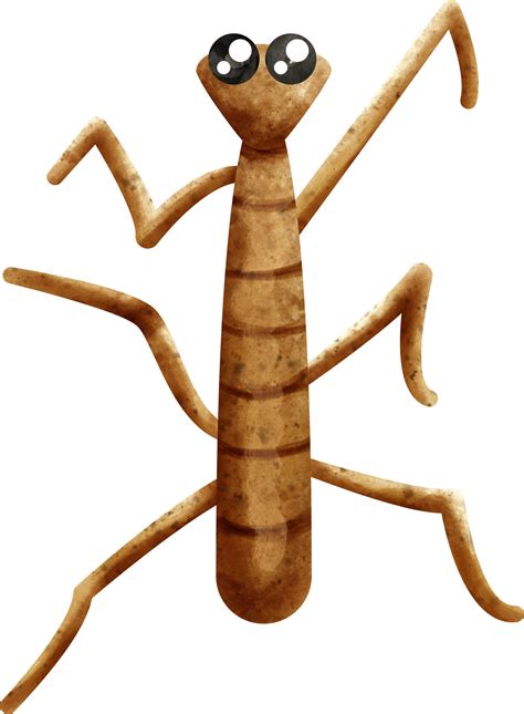 Watercolor Insect Stick Bug 36912030 Png Watercolor Insect Stick Bug 36912030 Png