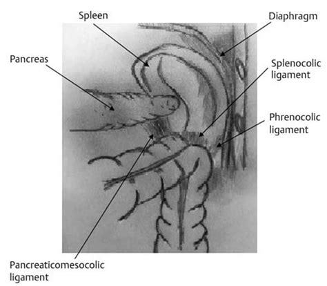 Splenic Flexure Attachments Download Scientific Diagram