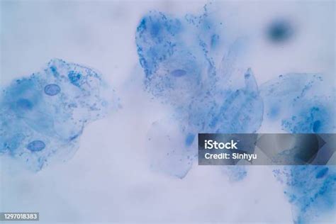 실험실에서 교육을 위한 현미경 보기의 밑에 인간을 편평상피 세포 의 특성 추상적인에 대한 스톡 사진 및 기타 이미지 추상적인 세포 의료 샘플 Istock