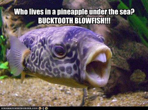 Bucky The Buck Tooth Blowfish By SportyMcShortShorts On DeviantArt