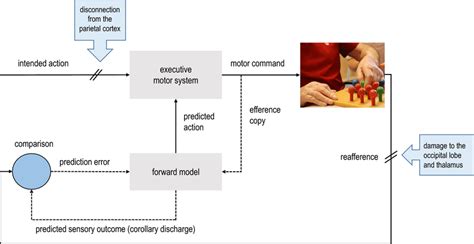 An Internal Model Forward Model Updates The Brain About The Current Download Scientific