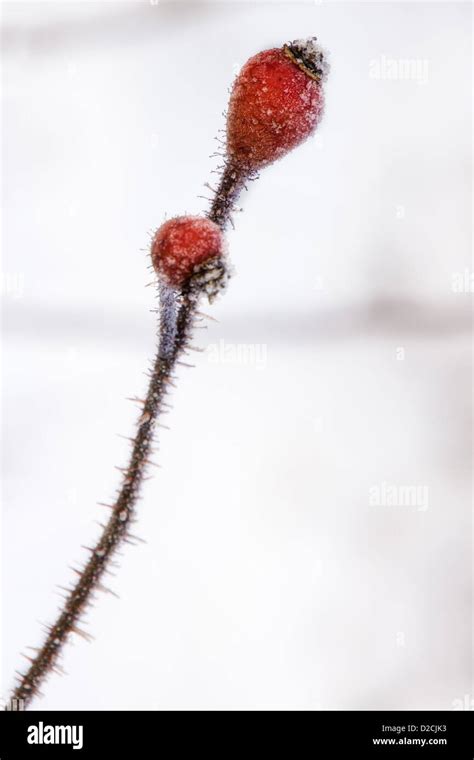 Red Seed Pods Hi Res Stock Photography And Images Alamy