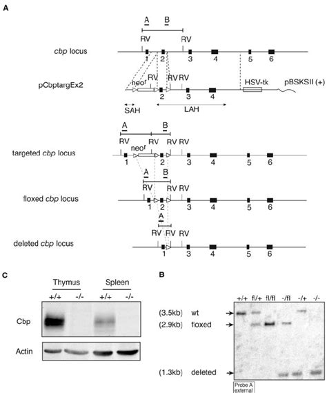 Disruption Of The Cbp Gene In Mice By Conditional Gene Targeting A