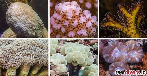 Learn To Spot Six Types Of Branching Coral Ocean Gardener