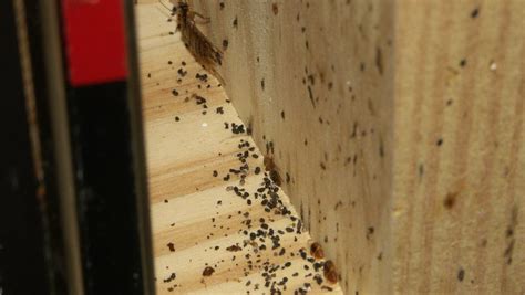 How Do I Know If I Have A Cockroach Infestation Affordable Pest