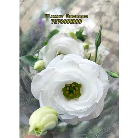 Bouquet Packing Purple Eustoma Cut Flower At ₹ 300kg In Bengaluru Id