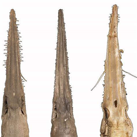 Relationship Between Snout Width And Total Length In Pristiophorus